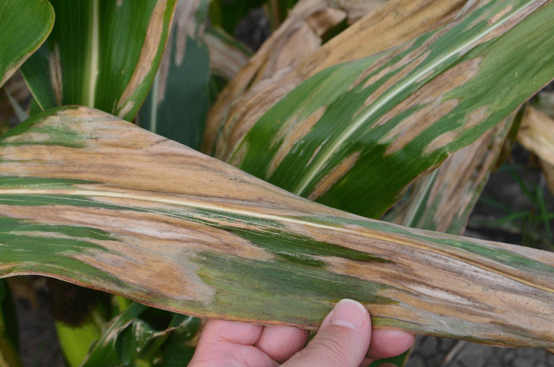 Cropside: Corn leaf diseases - Ontario Grain Farmer