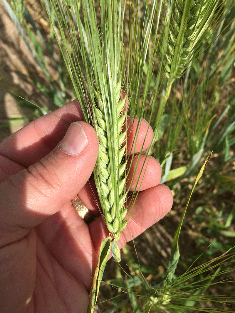 Ontario grown malting barley - Ontario Grain Farmer