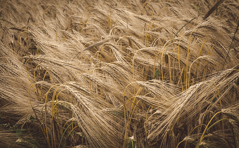 Barley intensification - Ontario Grain Farmer
