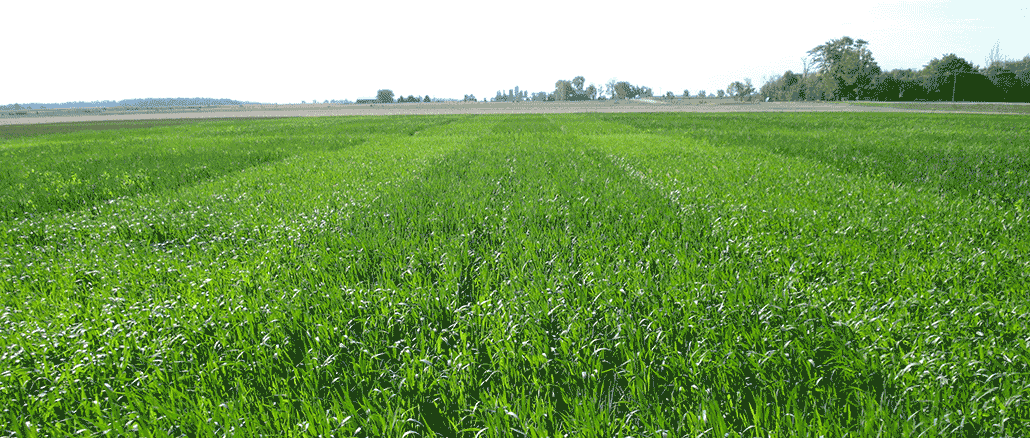 How to be a cover cropper - Ontario Grain Farmer