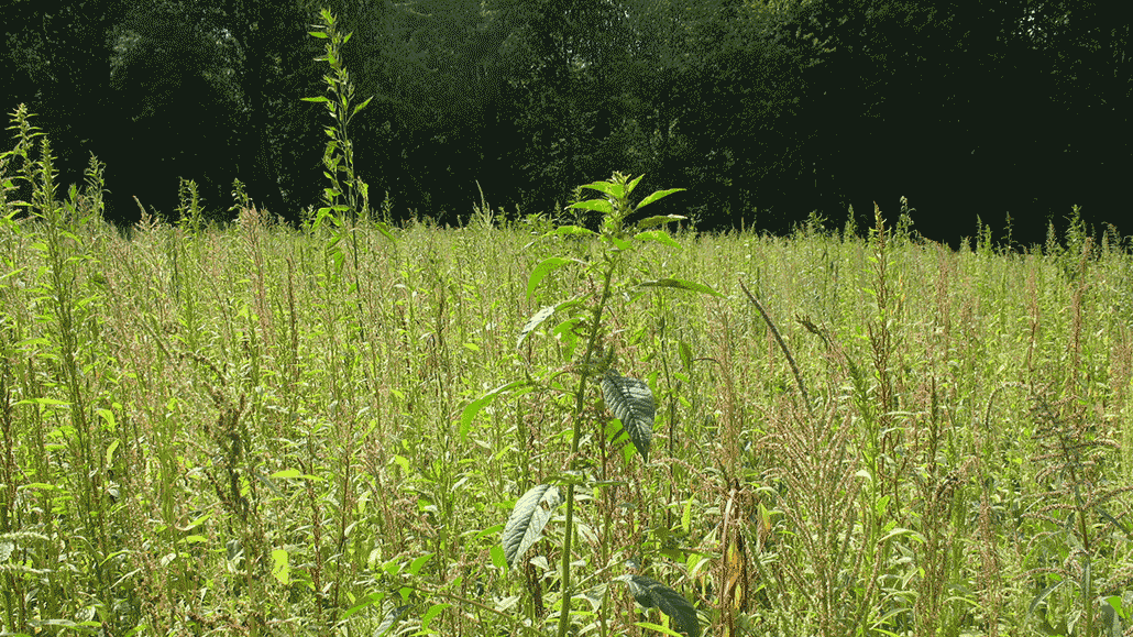 Glyphosate-resistant waterhemp - Ontario Grain Farmer