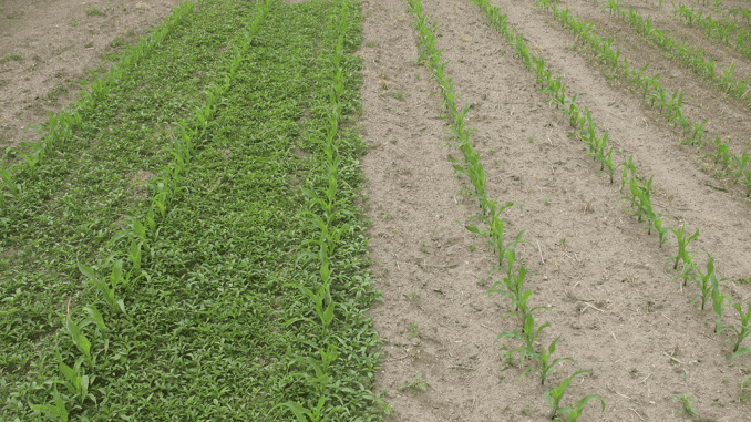 Glyphosate-resistant waterhemp - Ontario Grain Farmer