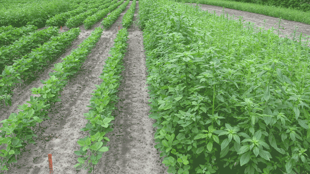 Glyphosate-resistant waterhemp - Ontario Grain Farmer