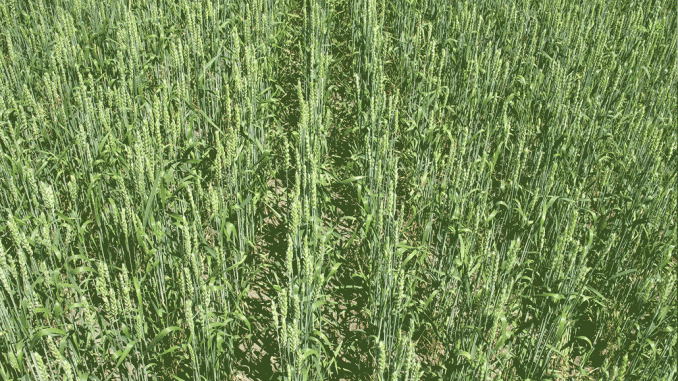 Glyphosate-resistant waterhemp - Ontario Grain Farmer