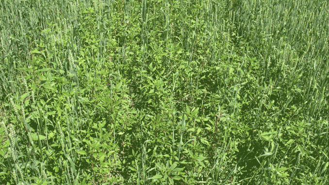 Glyphosate-resistant waterhemp - Ontario Grain Farmer