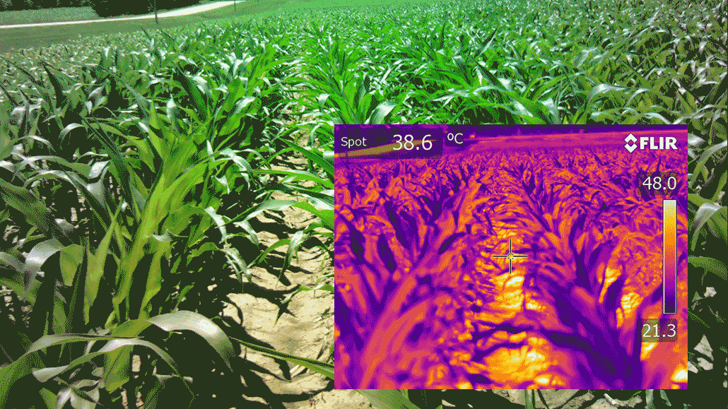 Identifying plant stress - Ontario Grain Farmer