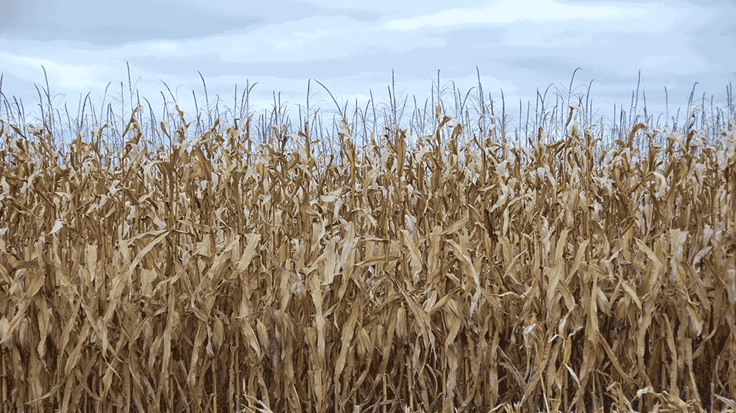 The path to better crop protection - Ontario Grain Farmer