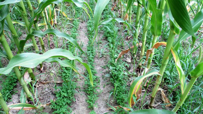 Inter-seeding cover crops in corn - Ontario Grain Farmer