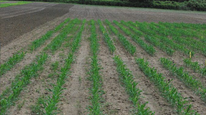 Test plot design - Ontario Grain Farmer