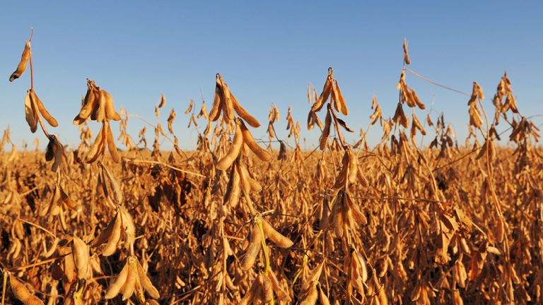Selling Canadian soybeans in Asia - Ontario Grain Farmer