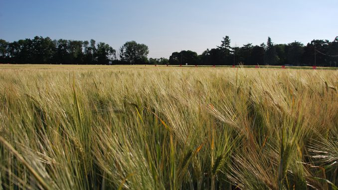 Brewing opportunity - Ontario Grain Farmer