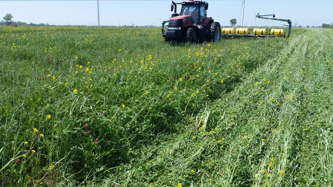 Cover crop basics - Ontario Grain Farmer