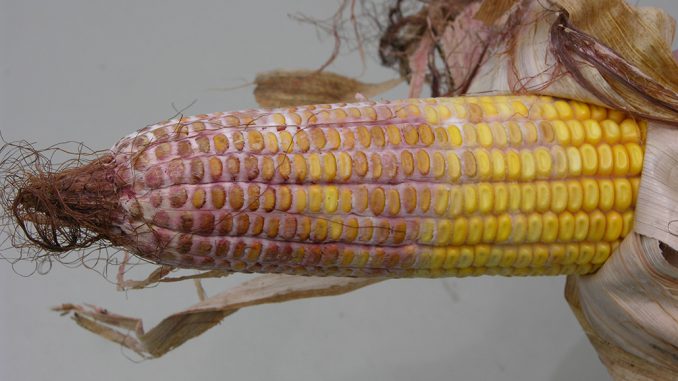 Cropside: Disease protection - Ontario Grain Farmer