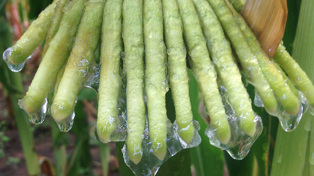 Changing nitrogen use - Ontario Grain Farmer