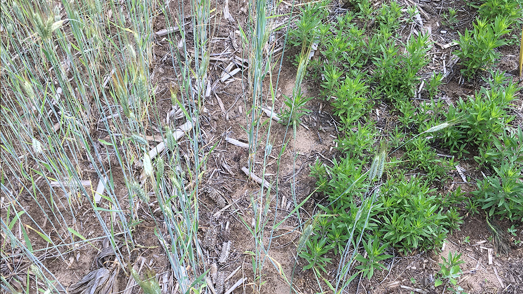 Glyphosate-resistant Canada fleabane - Ontario Grain Farmer