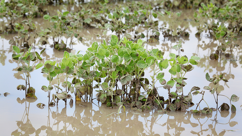 Surviving the flood - Ontario Grain Farmer