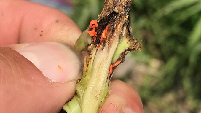Cropside: Soybean Gall Midge - Ontario Grain Farmer