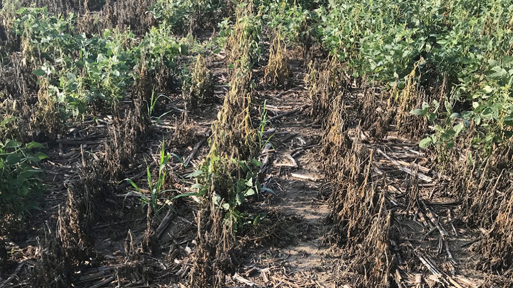 Cropside: Soybean Gall Midge - Ontario Grain Farmer