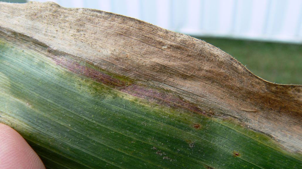 Tar spot of corn - Ontario Grain Farmer