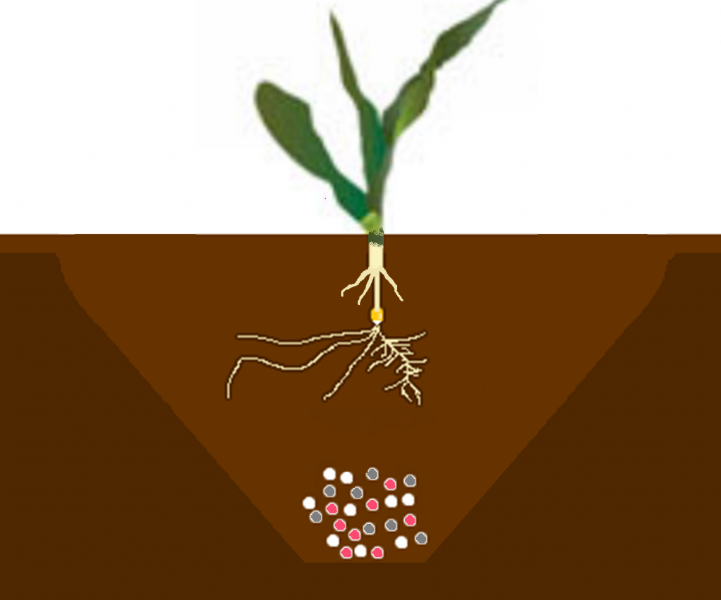 Cropside: Starter fertilizer - Ontario Grain Farmer
