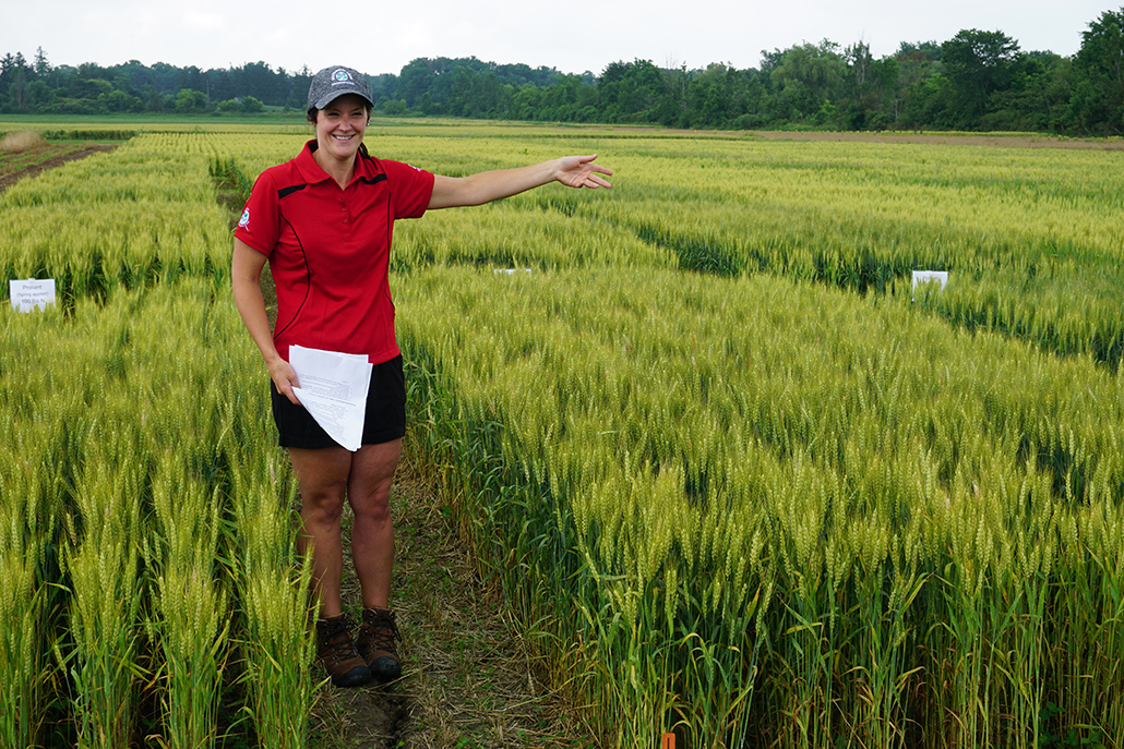 Winter wheat in challenging years - Ontario Grain Farmer