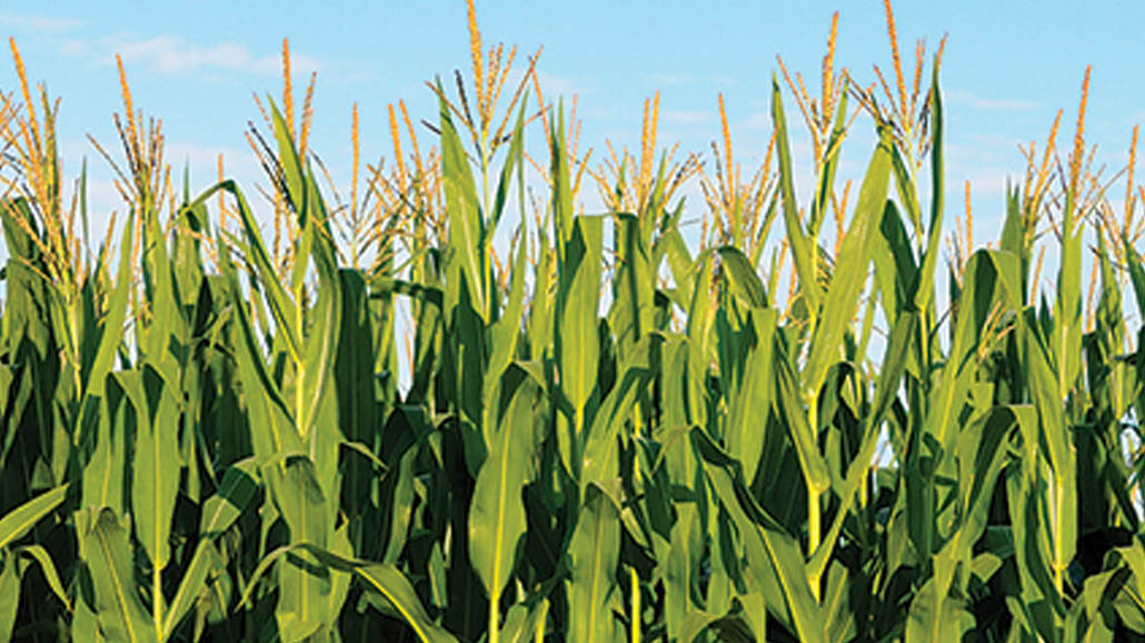 Detoxifying DON Ontario Grain Farmer detoxifying-don-ontario-grain-farmer