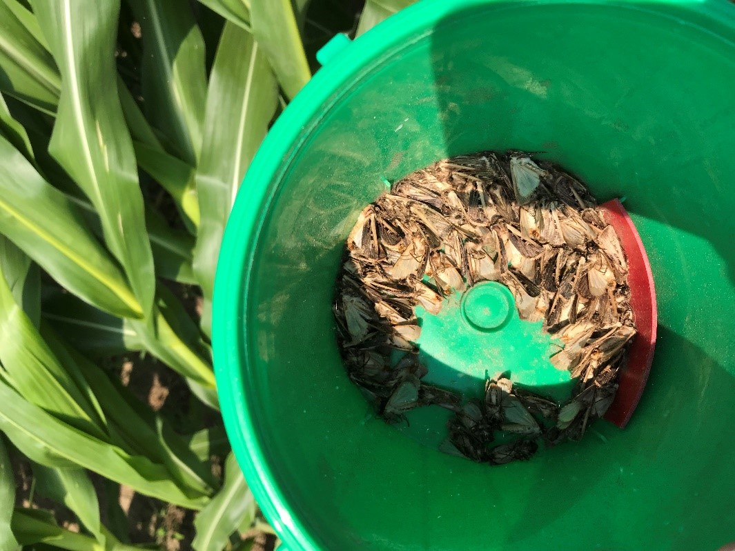 Field observations - Ontario Grain Farmer