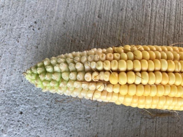 Field observations - Ontario Grain Farmer