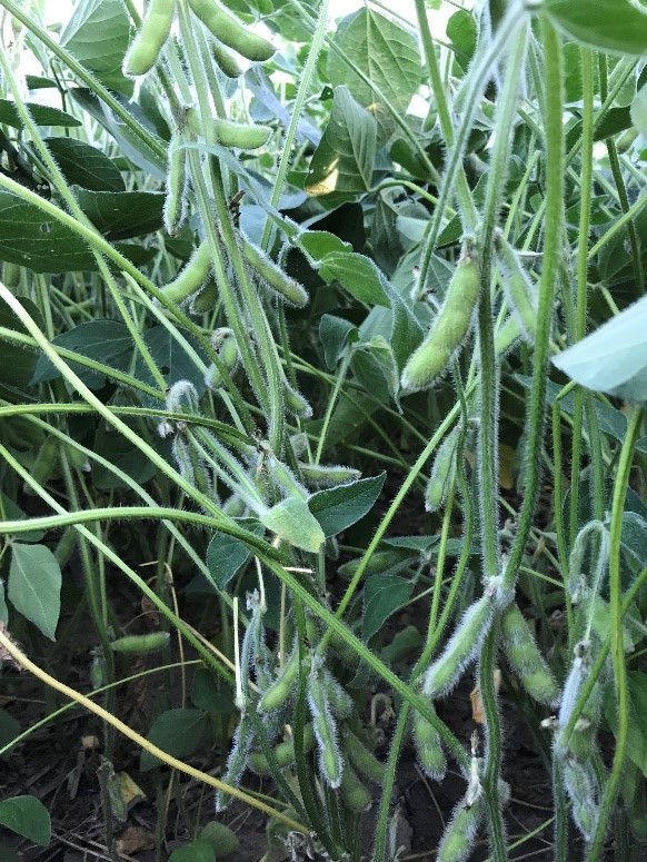 Field observations - Ontario Grain Farmer