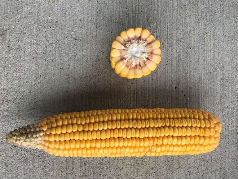 Field observations - Ontario Grain Farmer