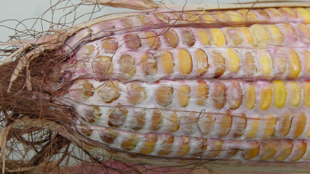 DON in corn - Ontario Grain Farmer