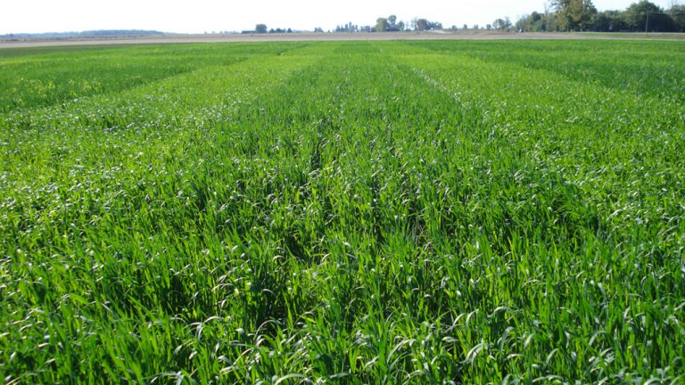 Innovative cover crop approaches - Ontario Grain Farmer