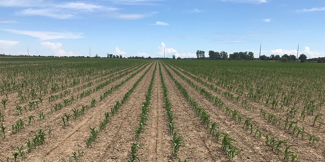 Field observations - Ontario Grain Farmer