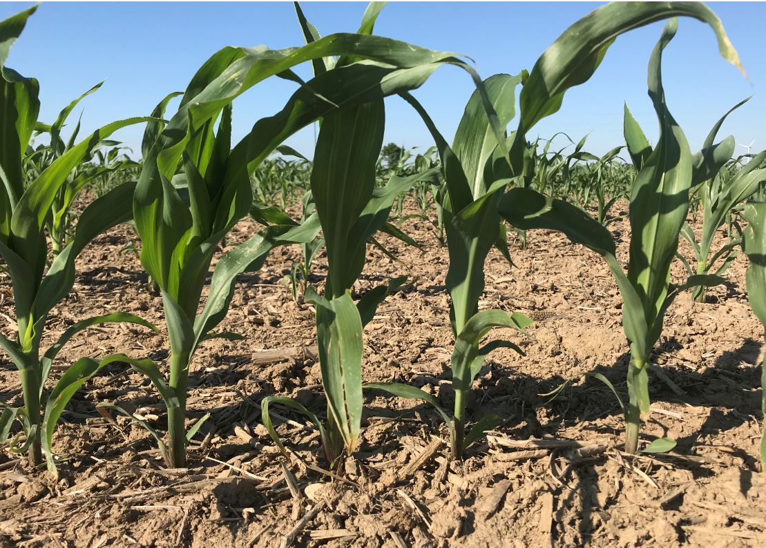 Field observations - Ontario Grain Farmer