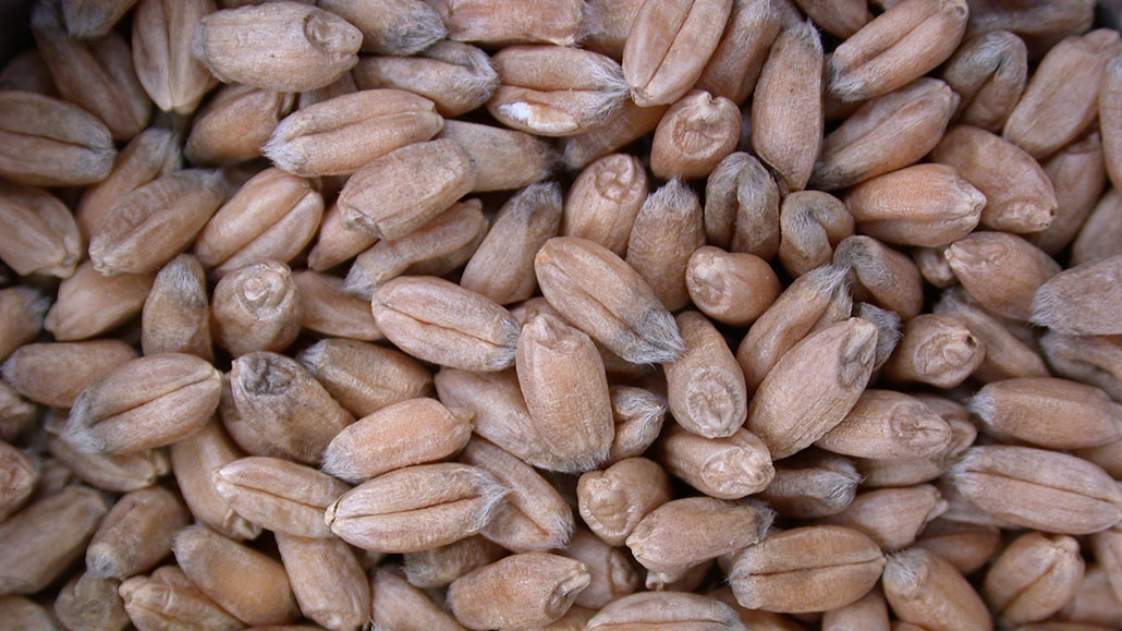 Mildew infected wheat - Ontario Grain Farmer