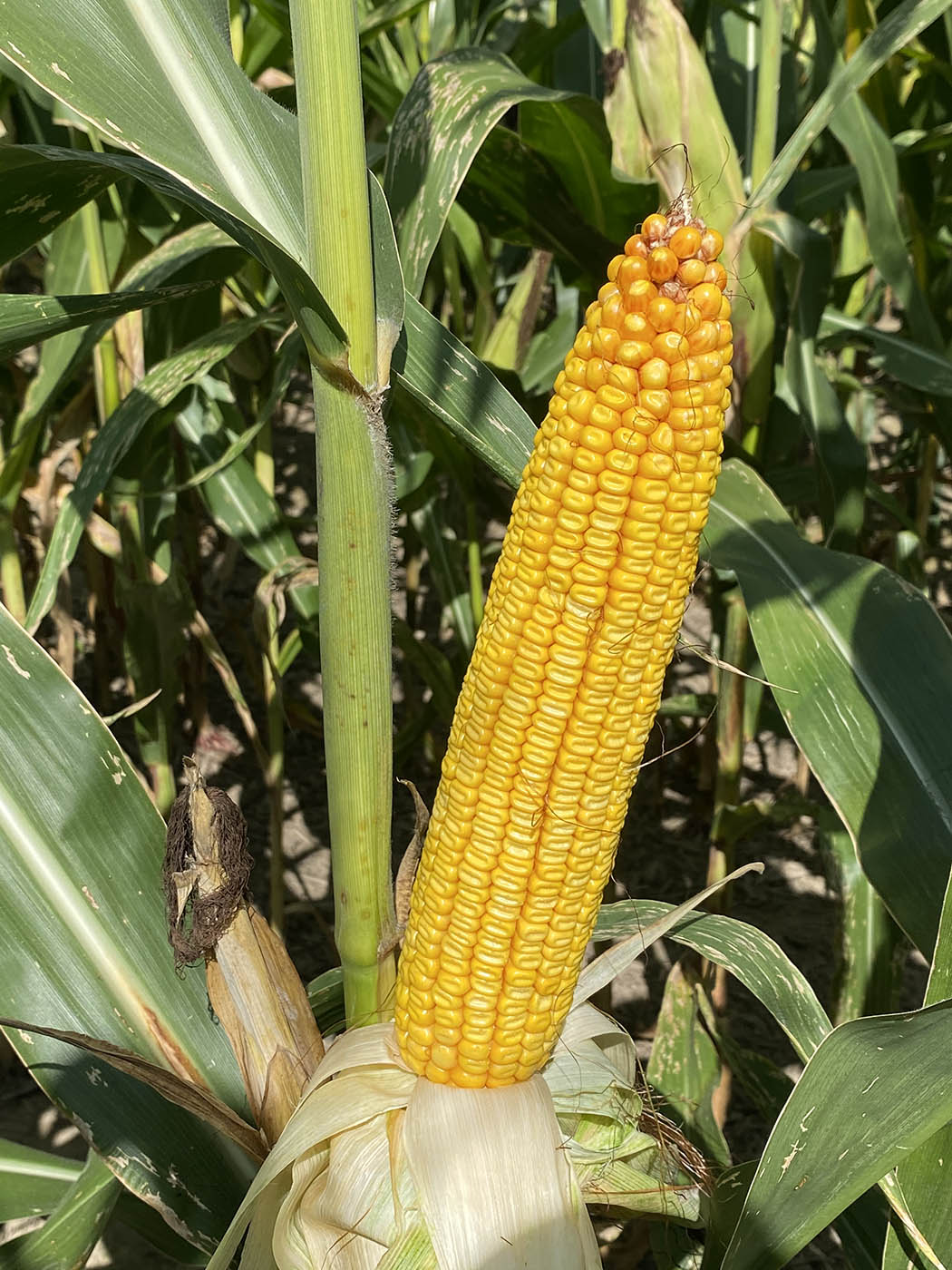Field observations - Ontario Grain Farmer