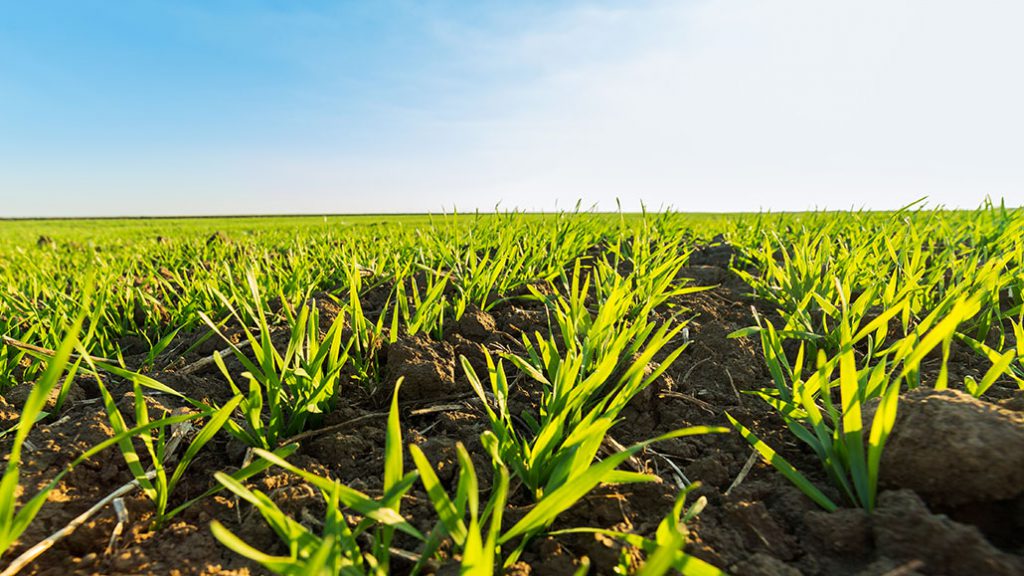 Plant Growth Regulators Ontario Grain Farmer Plant Growth Regulators Ontario Grain Farmer