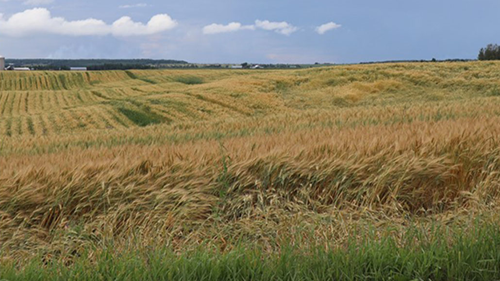 Preventing lodging in milled oats - Ontario Grain Farmer