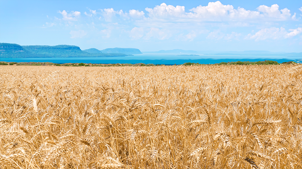 Yield Enhancement Network - Ontario Grain Farmer