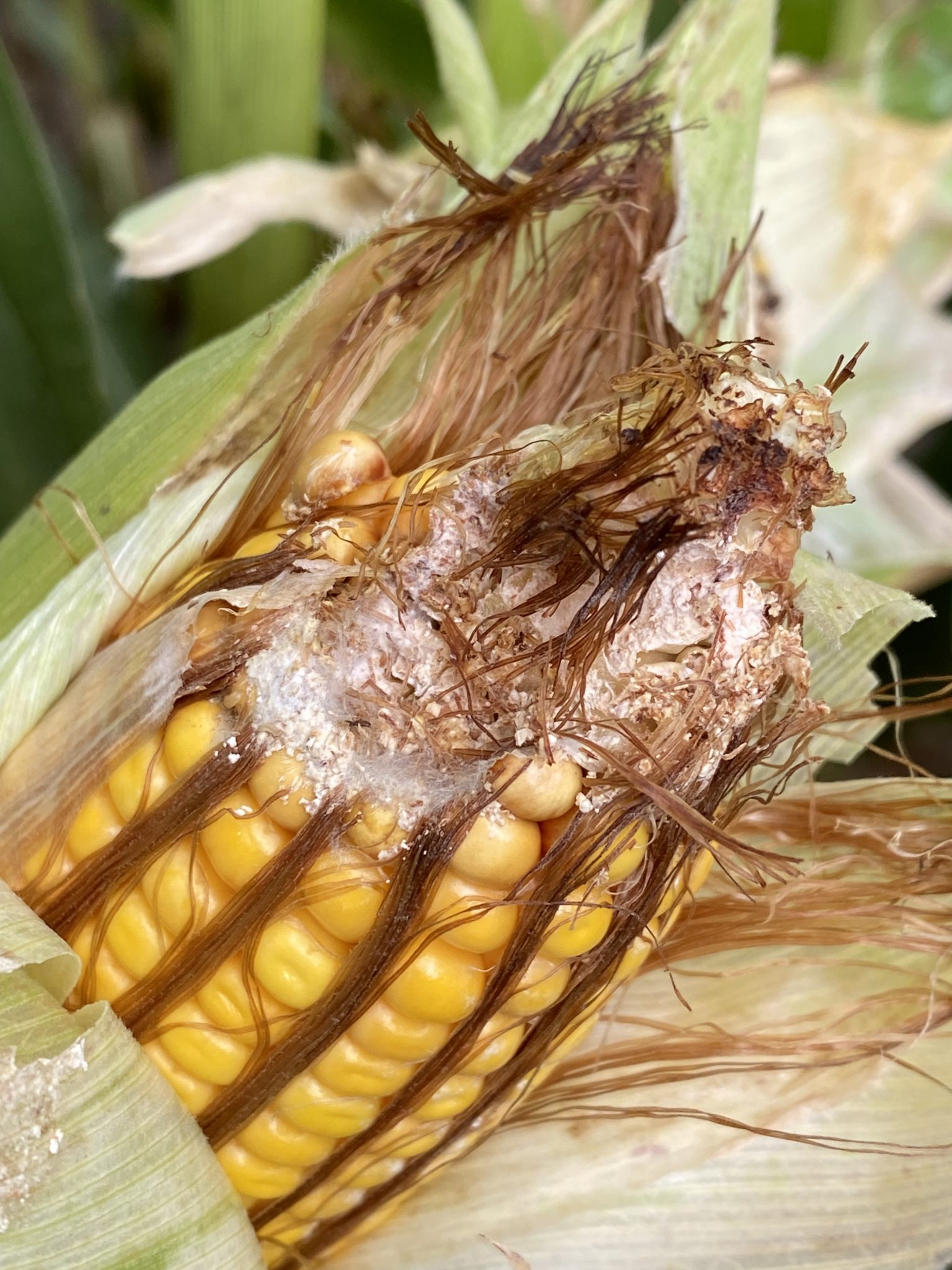 Field observations - Ontario Grain Farmer