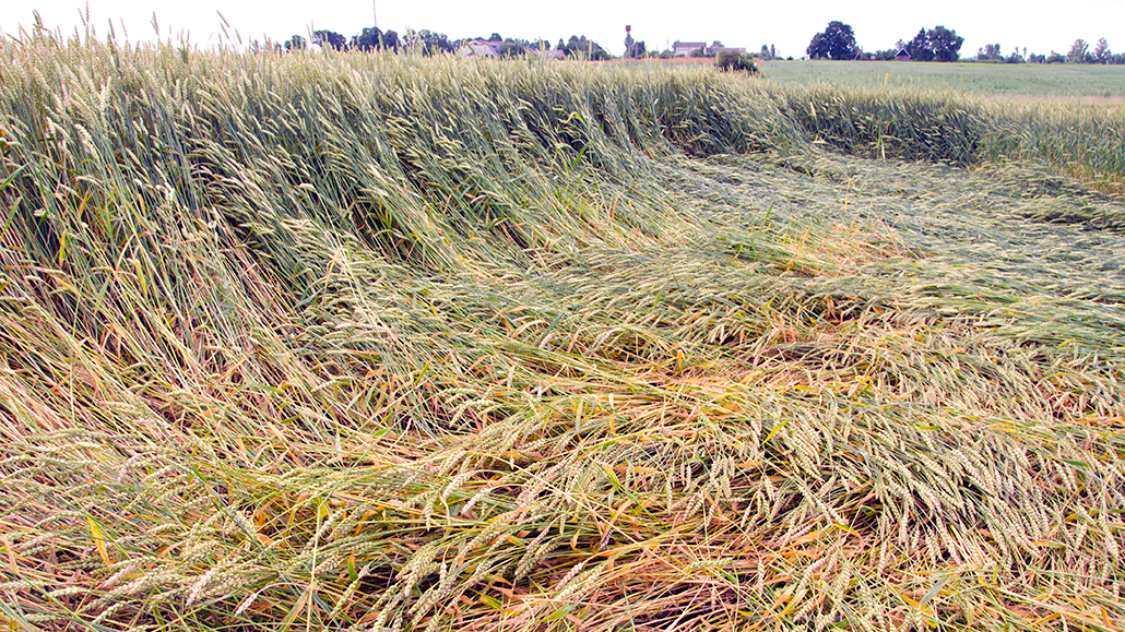 Plant Growth Regulators Ontario Grain Farmer Plant Growth Regulators Ontario Grain Farmer