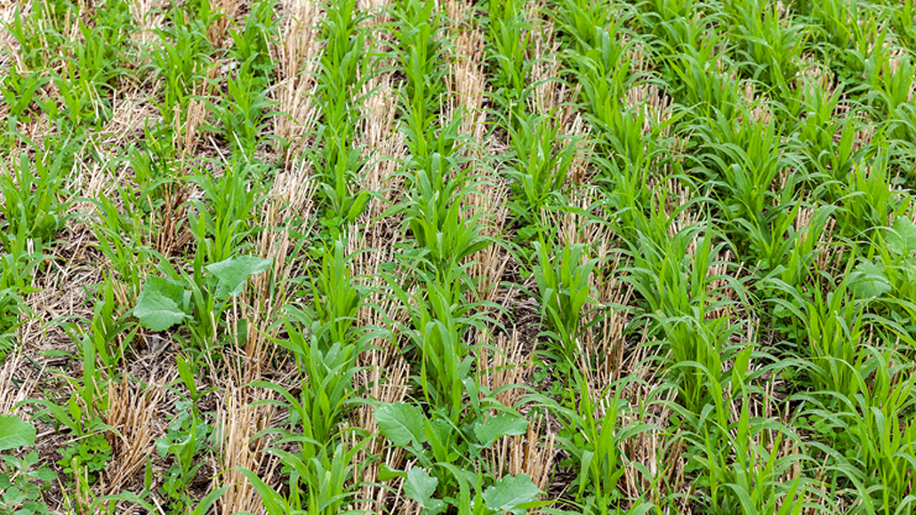 Cover Crops in Ontario - Ontario Grain Farmer