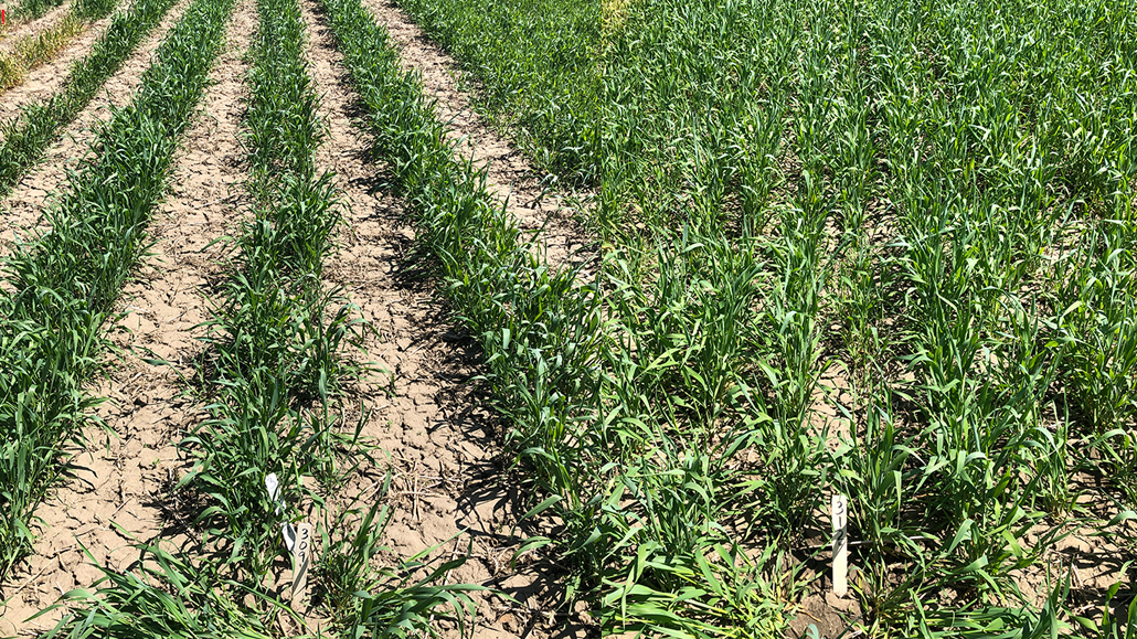 Improved corn establishment - Ontario Grain Farmer