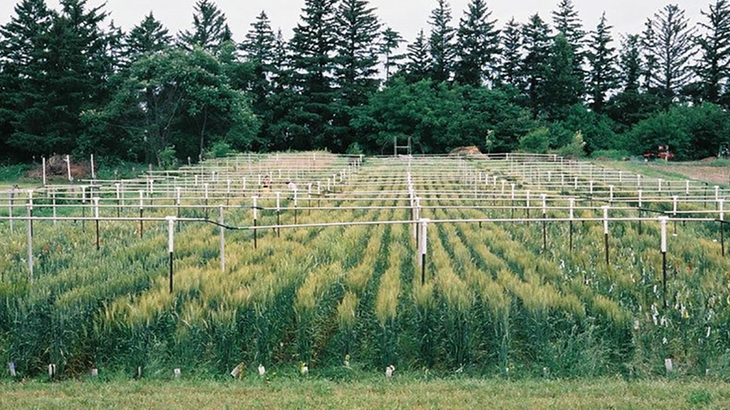Seed development: wheat - Ontario Grain Farmer