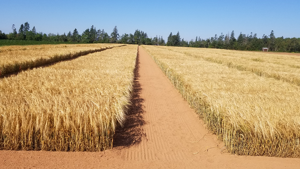 Seed development: barley - Ontario Grain Farmer