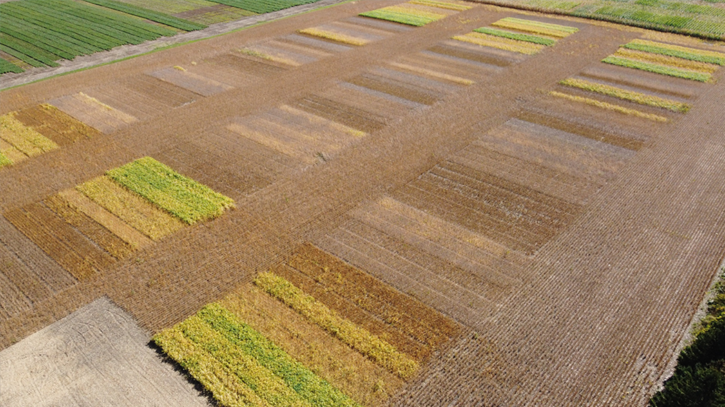 Early and late season planting - Ontario Grain Farmer