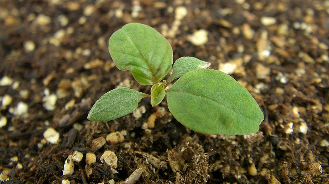 Managing waterhemp - Ontario Grain Farmer