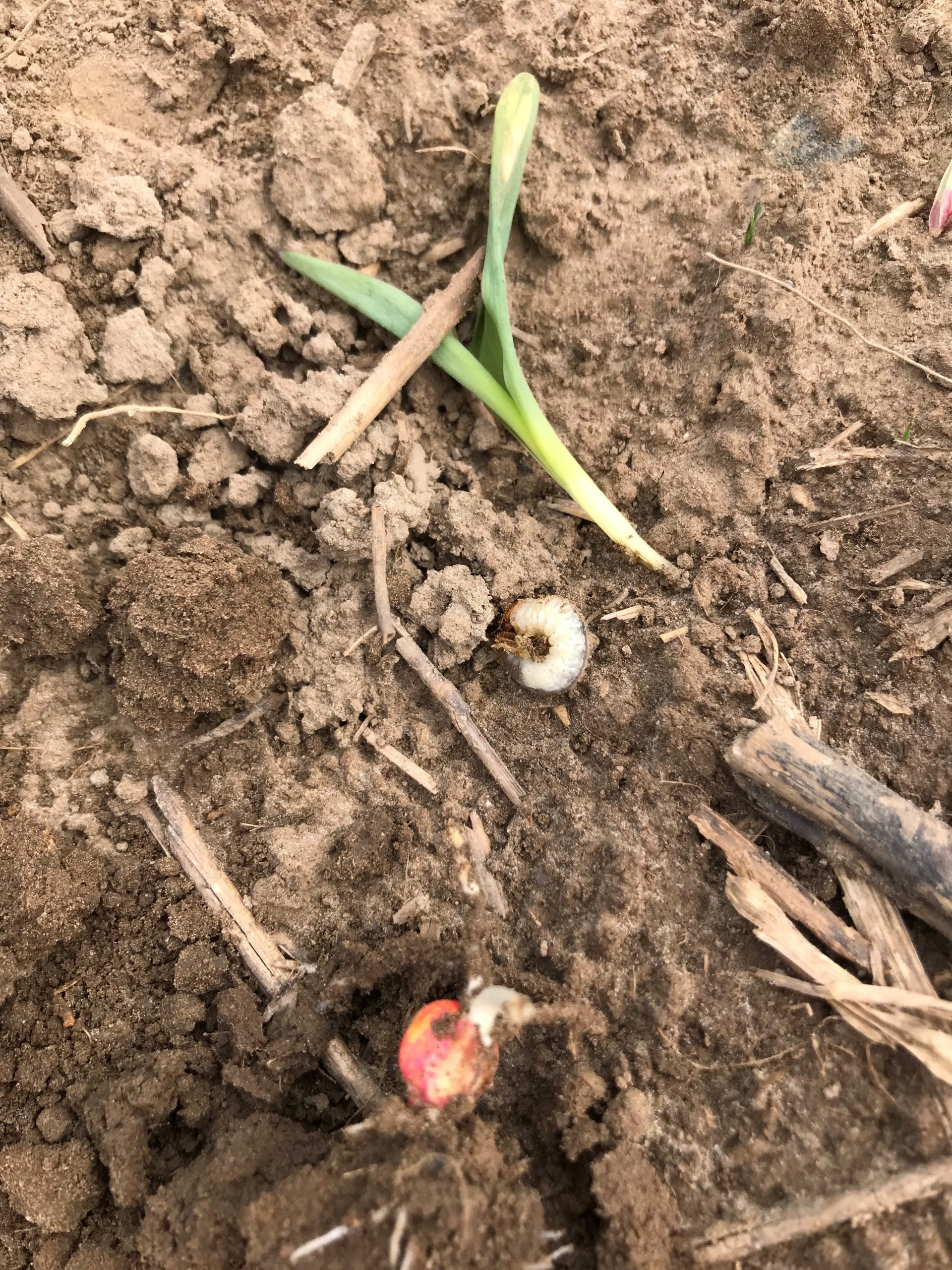 Field observations - Ontario Grain Farmer
