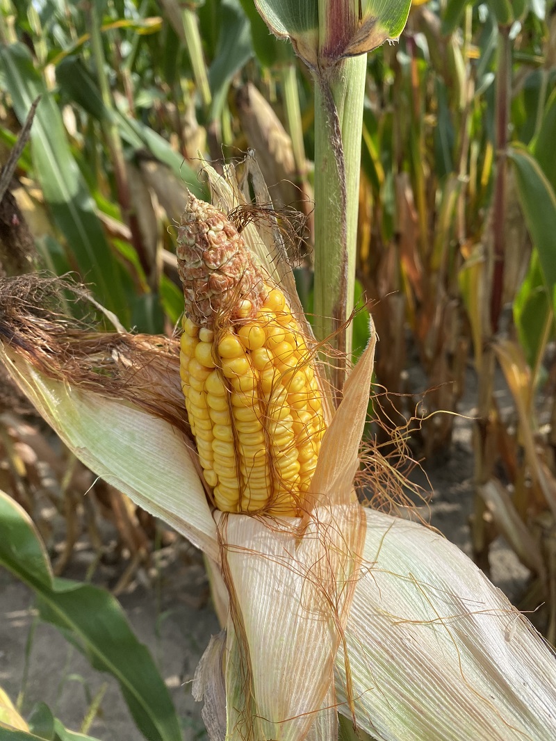 Field observations - Ontario Grain Farmer