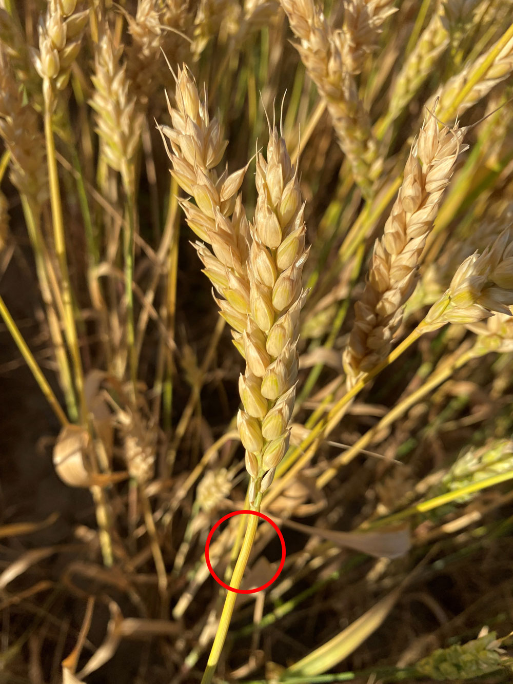 Field observations - Ontario Grain Farmer